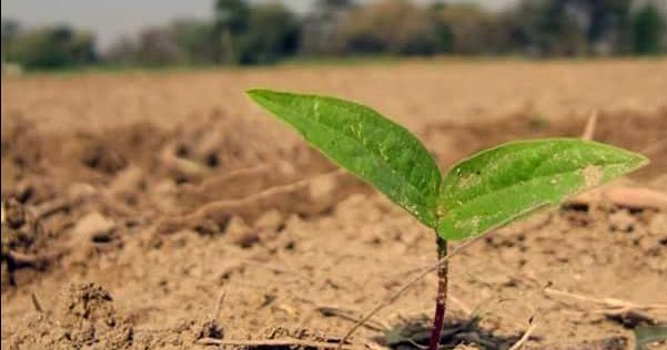 Crops Information – Farming News | Crops Information | Farmer Blog